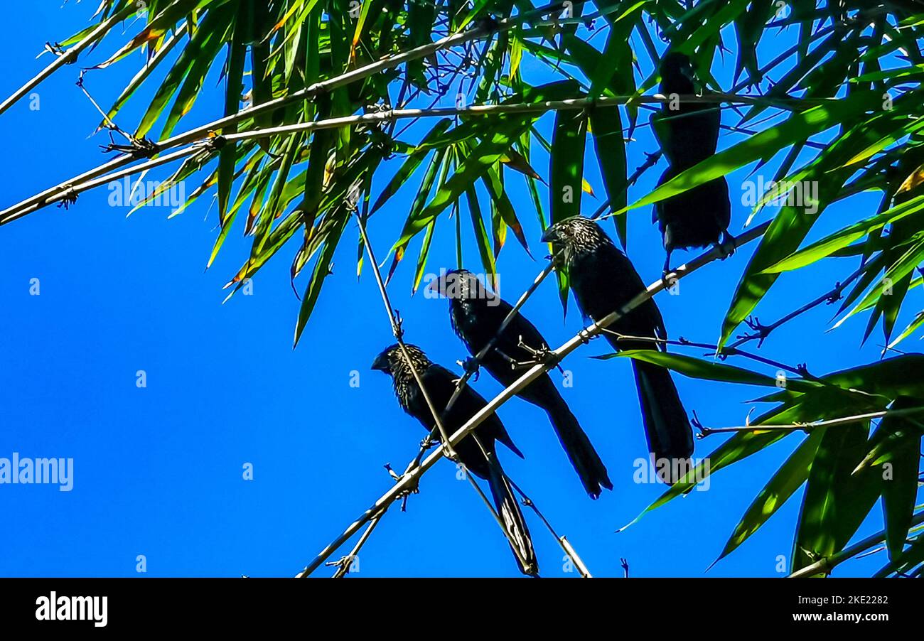 Black crows and corvids sitting on branch with blue sky background in ...
