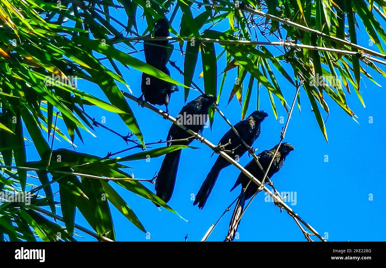 Black crows and corvids sitting on branch with blue sky background in ...