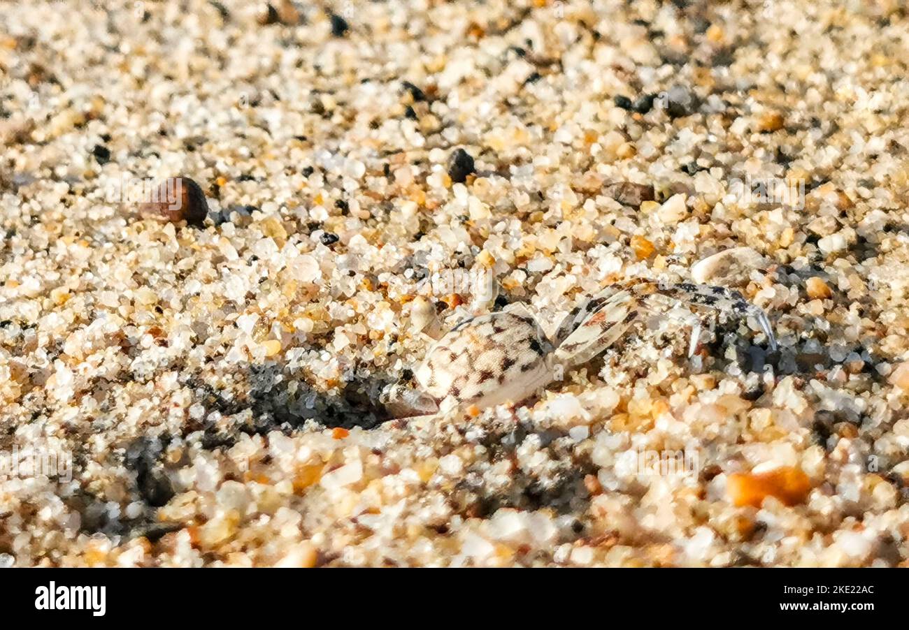 Tiny sand crab beach crab run and dig around on the beach sand in ...