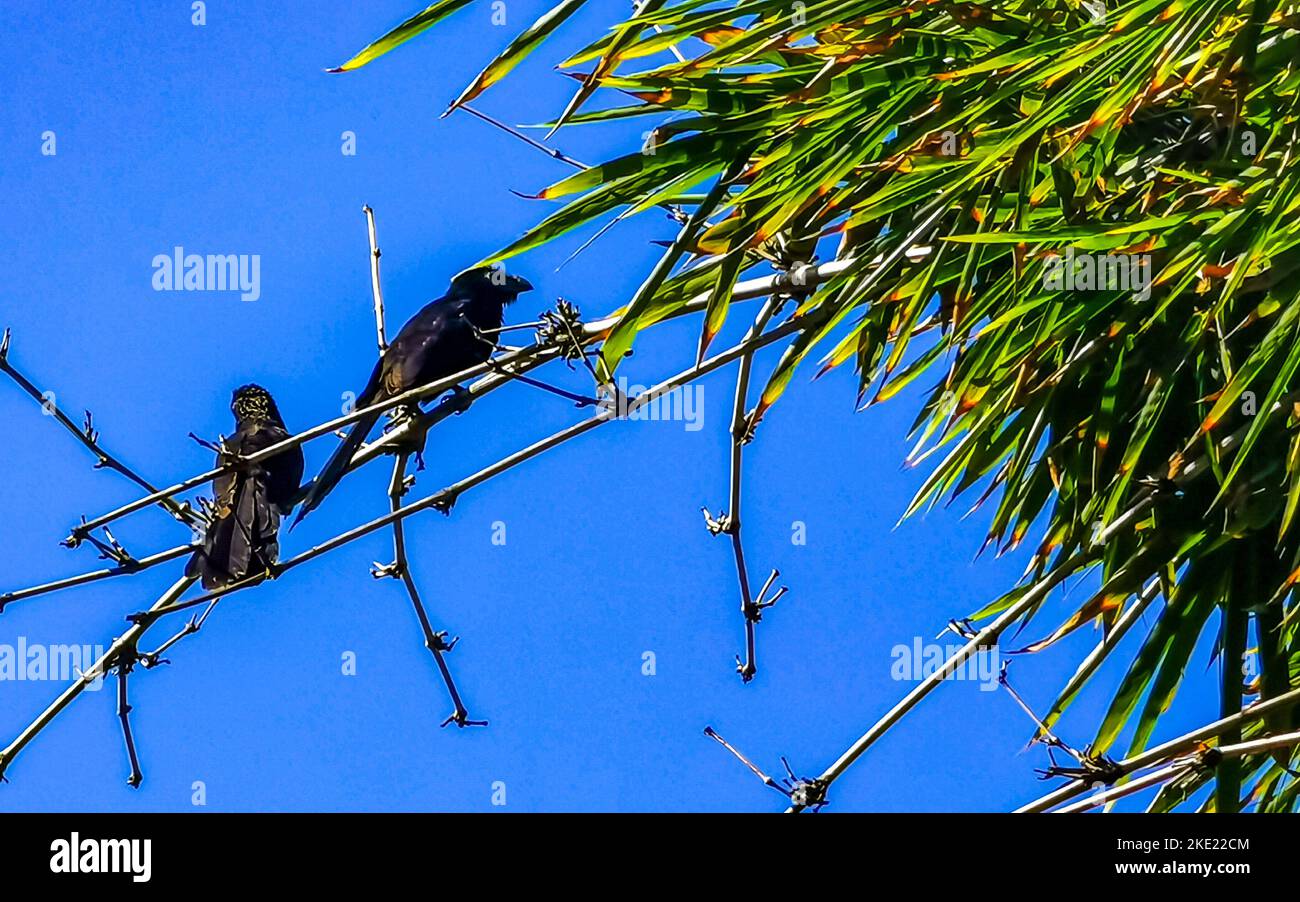Black crows and corvids sitting on branch with blue sky background in ...
