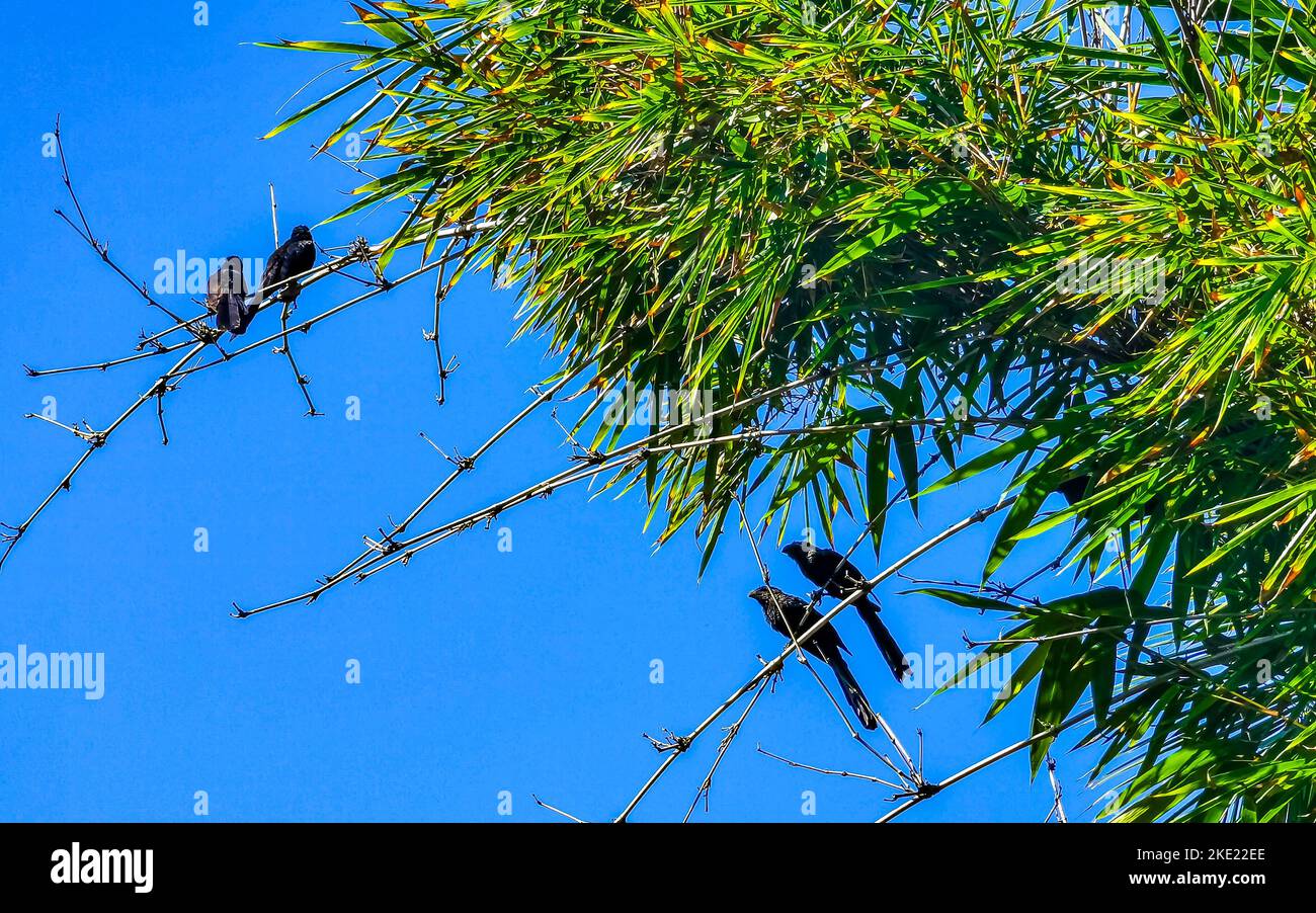 Black crows and corvids sitting on branch with blue sky background in ...