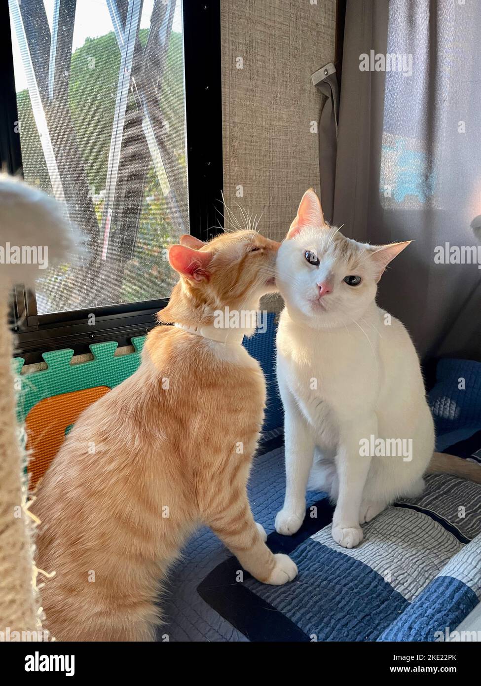 Gato neko hi-res stock photography and images - Alamy