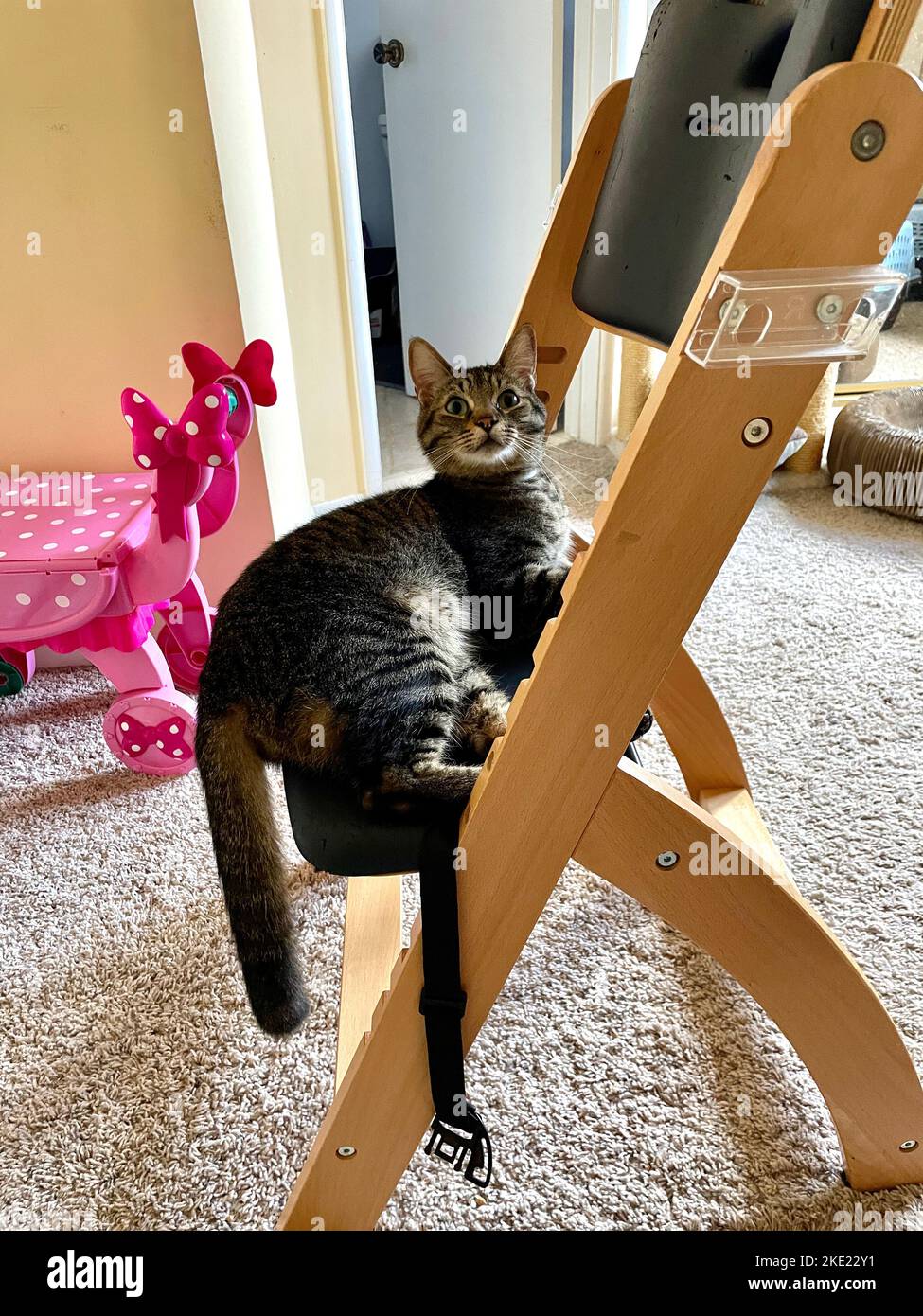 Morphy the tabby hi-res stock photography and images - Alamy