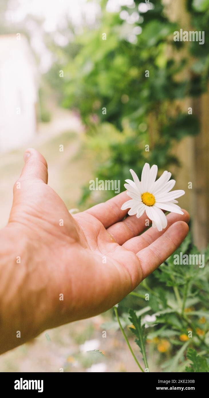 hand caressing a daisy white flower plant with flower protecting and ...