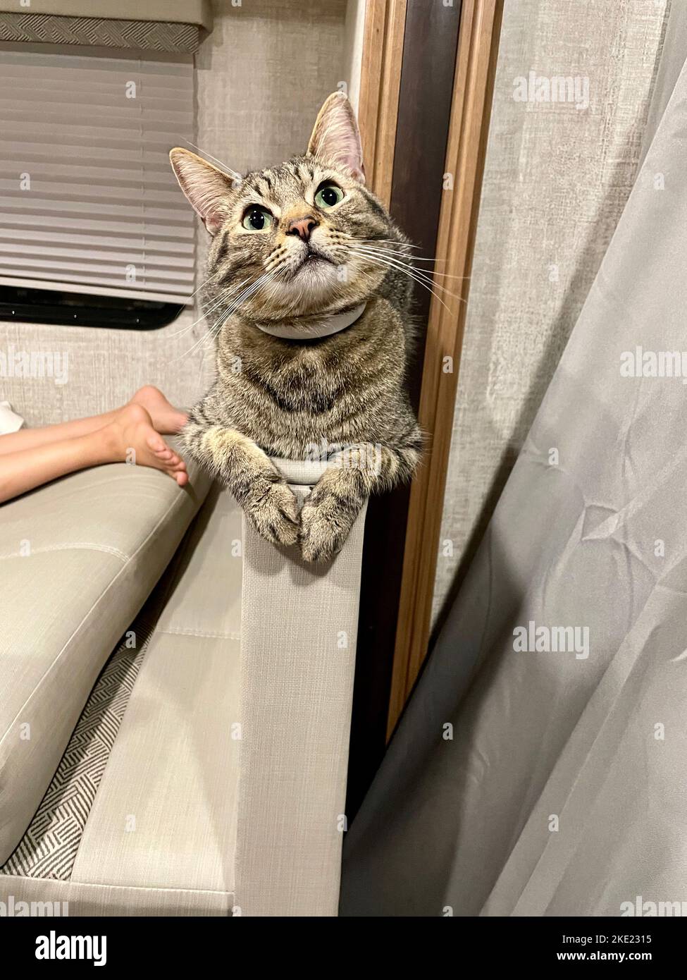 Morphy the tabby hi-res stock photography and images - Alamy