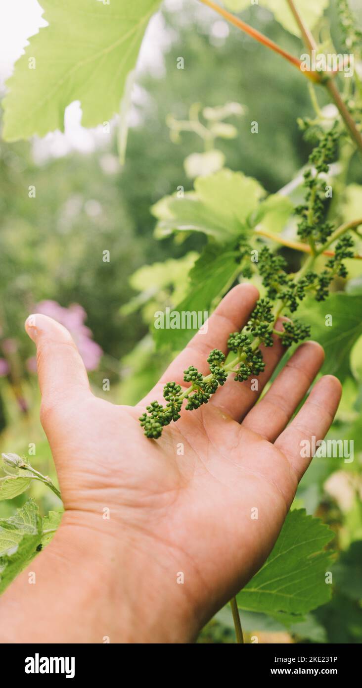 hand caressing a grape plant waiting to harvest the vine protecting and ...