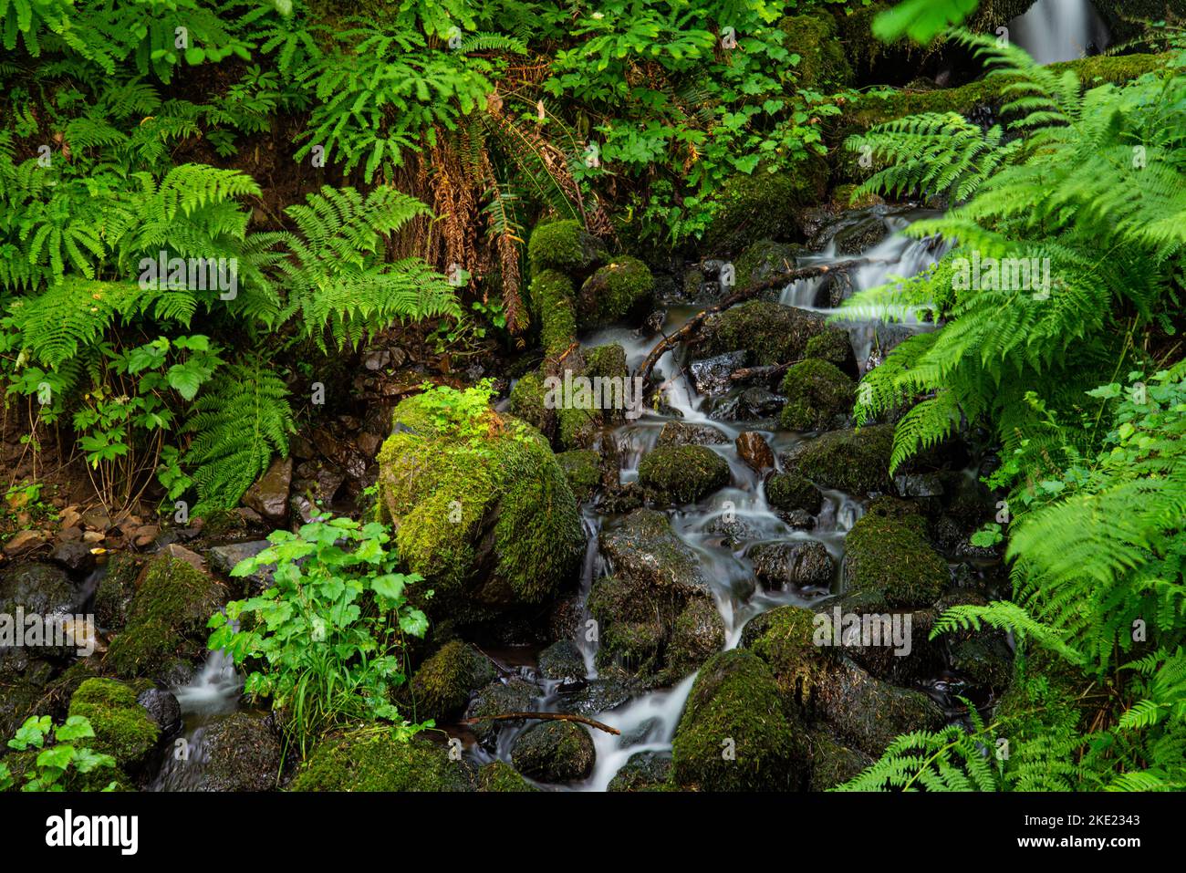 Numerous Waterfalls Dot the Landscape in Olympic National Park in ...