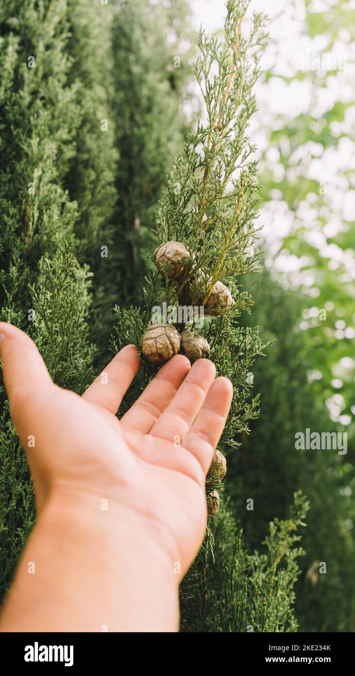 hand caressing a pine tree protecting and defending the environment ...