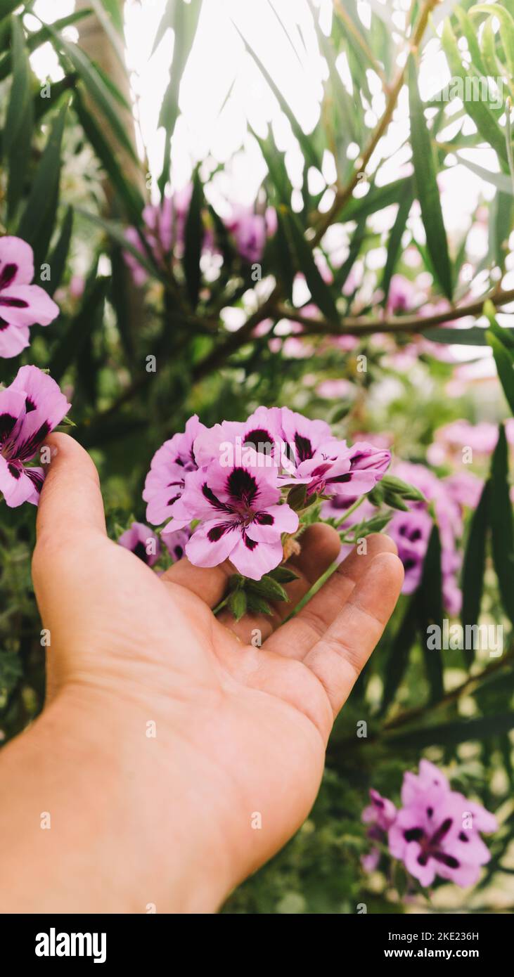hand caressing a pink flower protecting and defending the environment ...