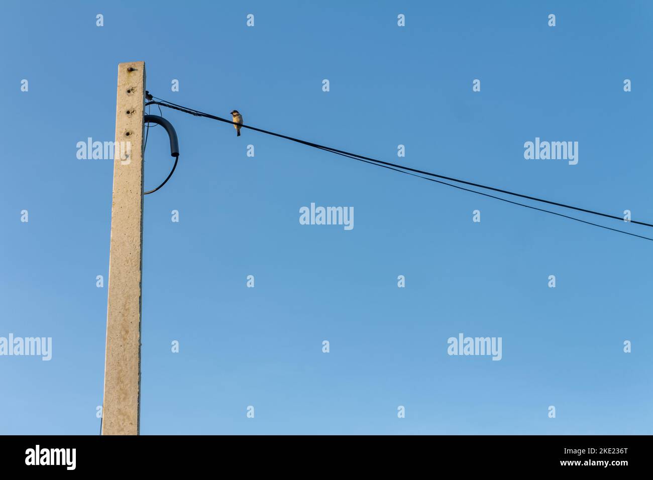 Powerline bird hi-res stock photography and images - Alamy