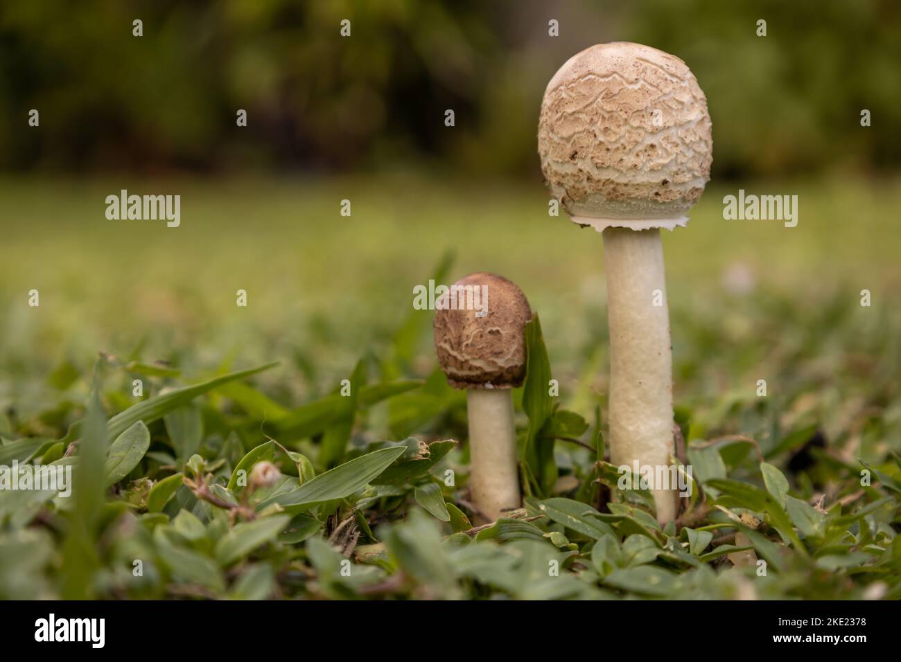 Small garden mushroom growing in the park. Cap fungus not yet developed ...