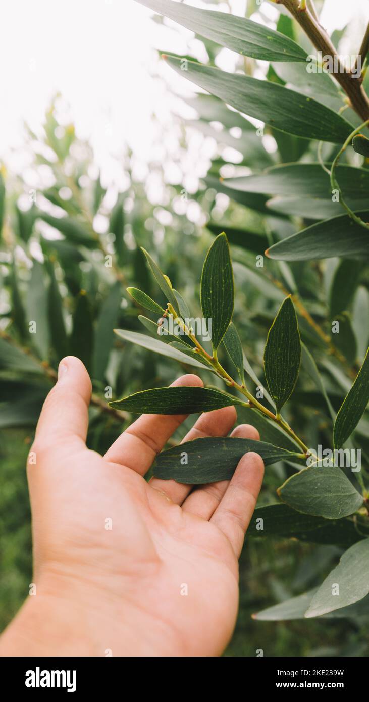 hand caressing an acacia plant protecting and defending the environment ...