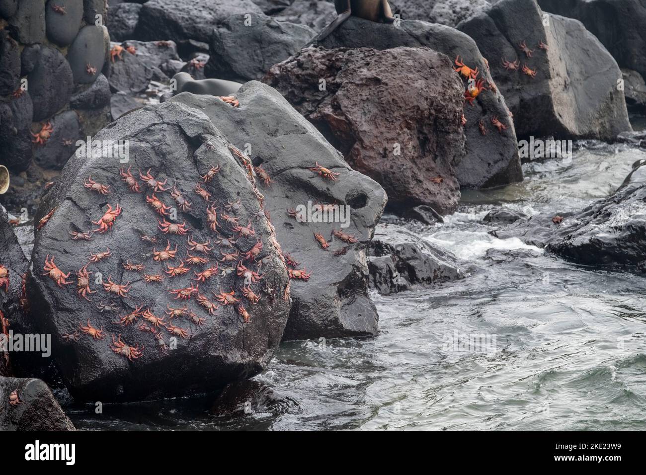 Colorful crabs over some rocks. Colorful red sea crabs over some rocks ...