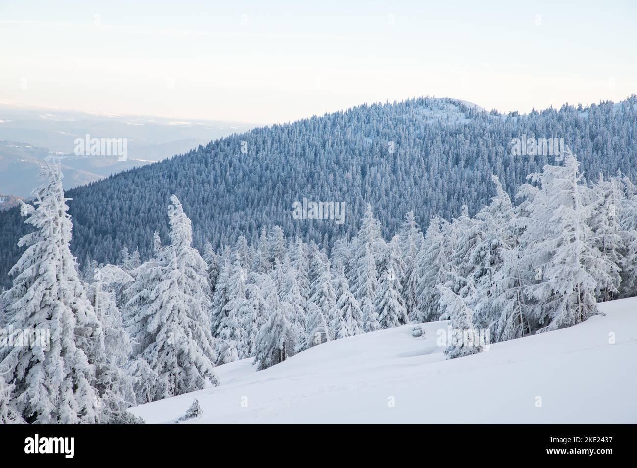 magical frozen winter landscape with snow covered fir trees Stock Photo ...