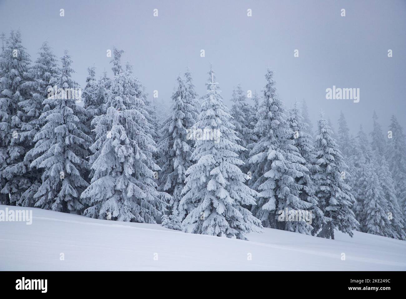 magical frozen winter landscape with snow covered fir trees Stock Photo ...