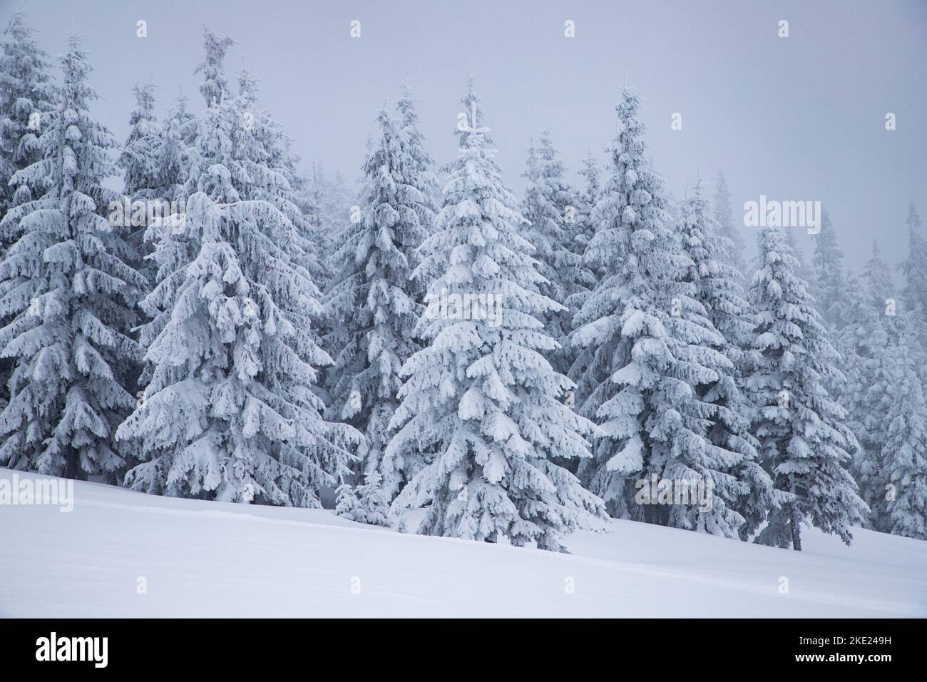 magical frozen winter landscape with snow covered fir trees Stock Photo ...