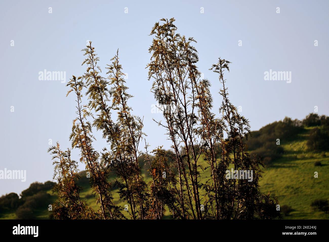 Tree branches blowing in the wind in Santiago, Chile Stock Photo - Alamy
