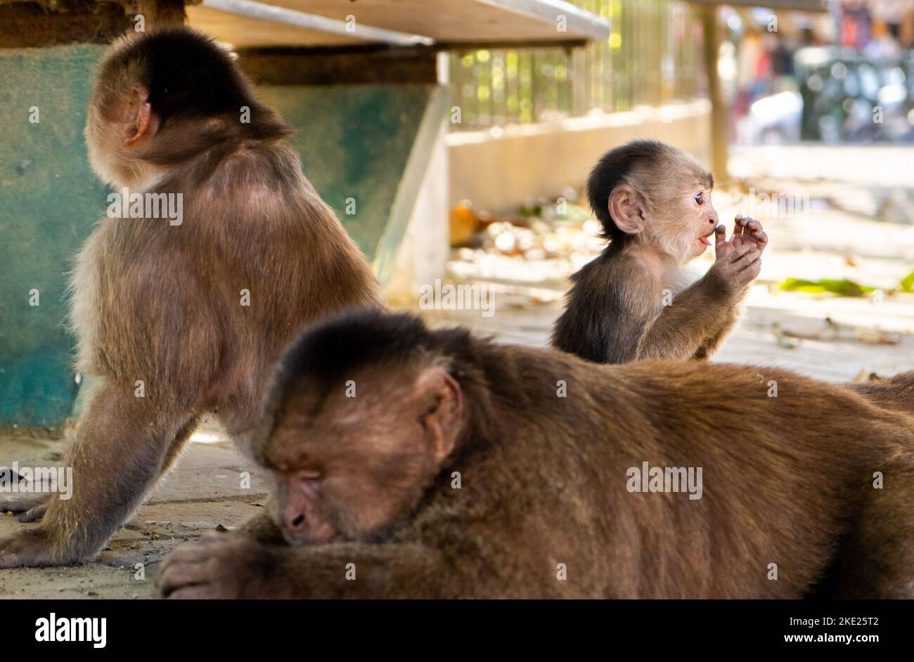 A baby capuchin monkey with its parents on the street in Ecuador Stock ...