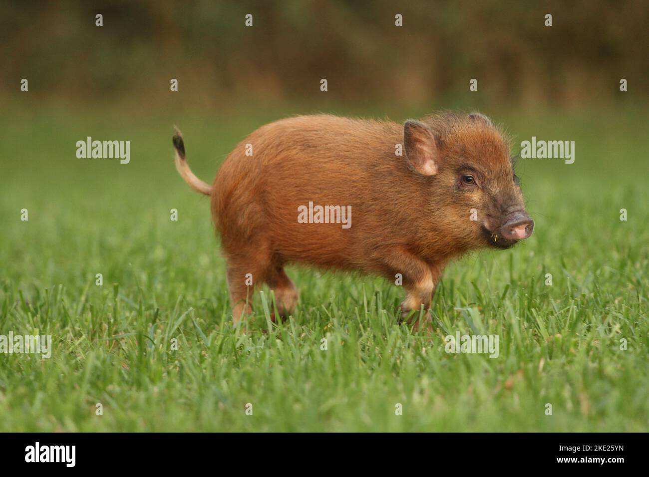 Minipig mini pig pigs hi-res stock photography and images - Alamy