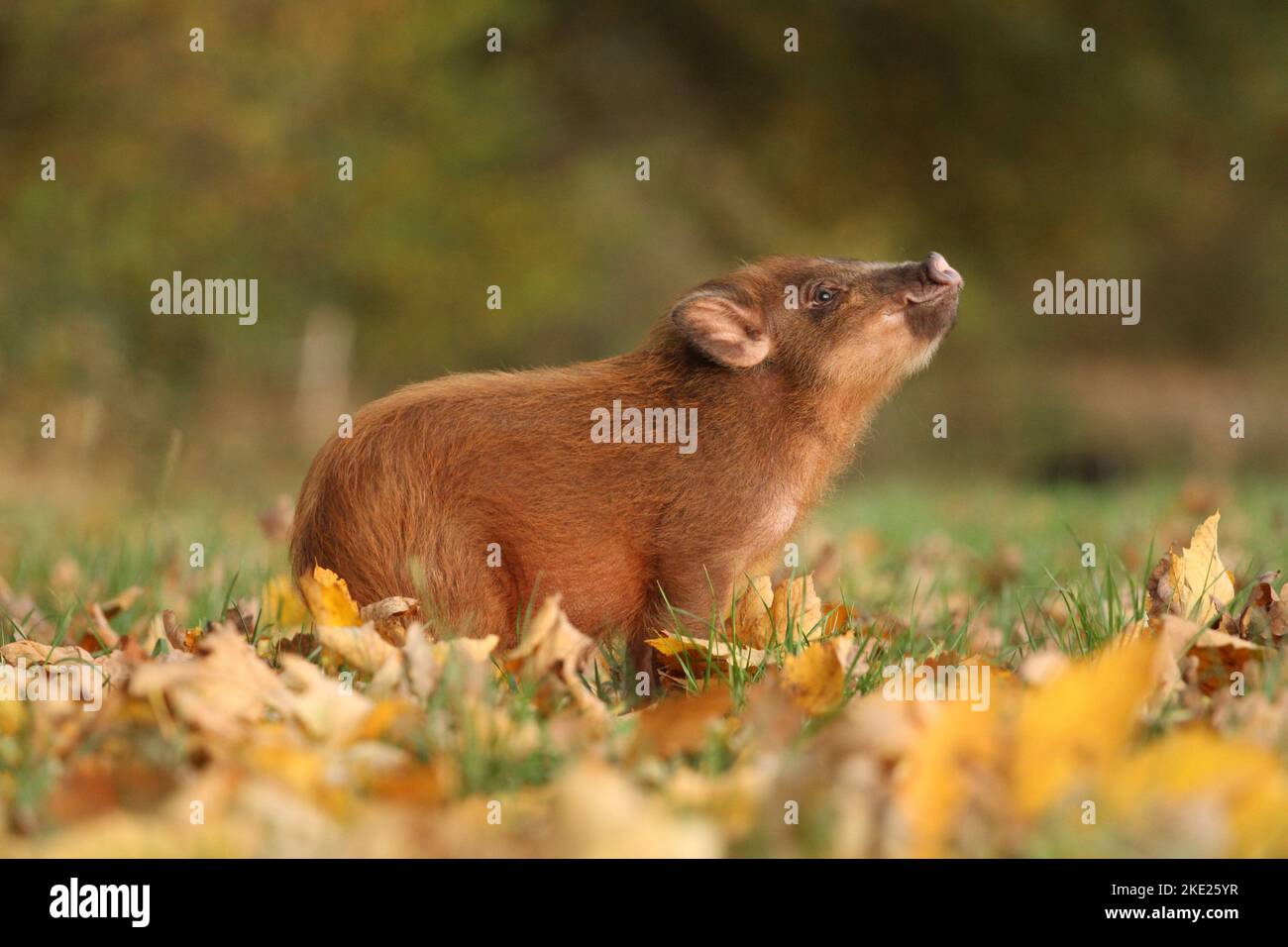 Minipig hi-res stock photography and images - Alamy