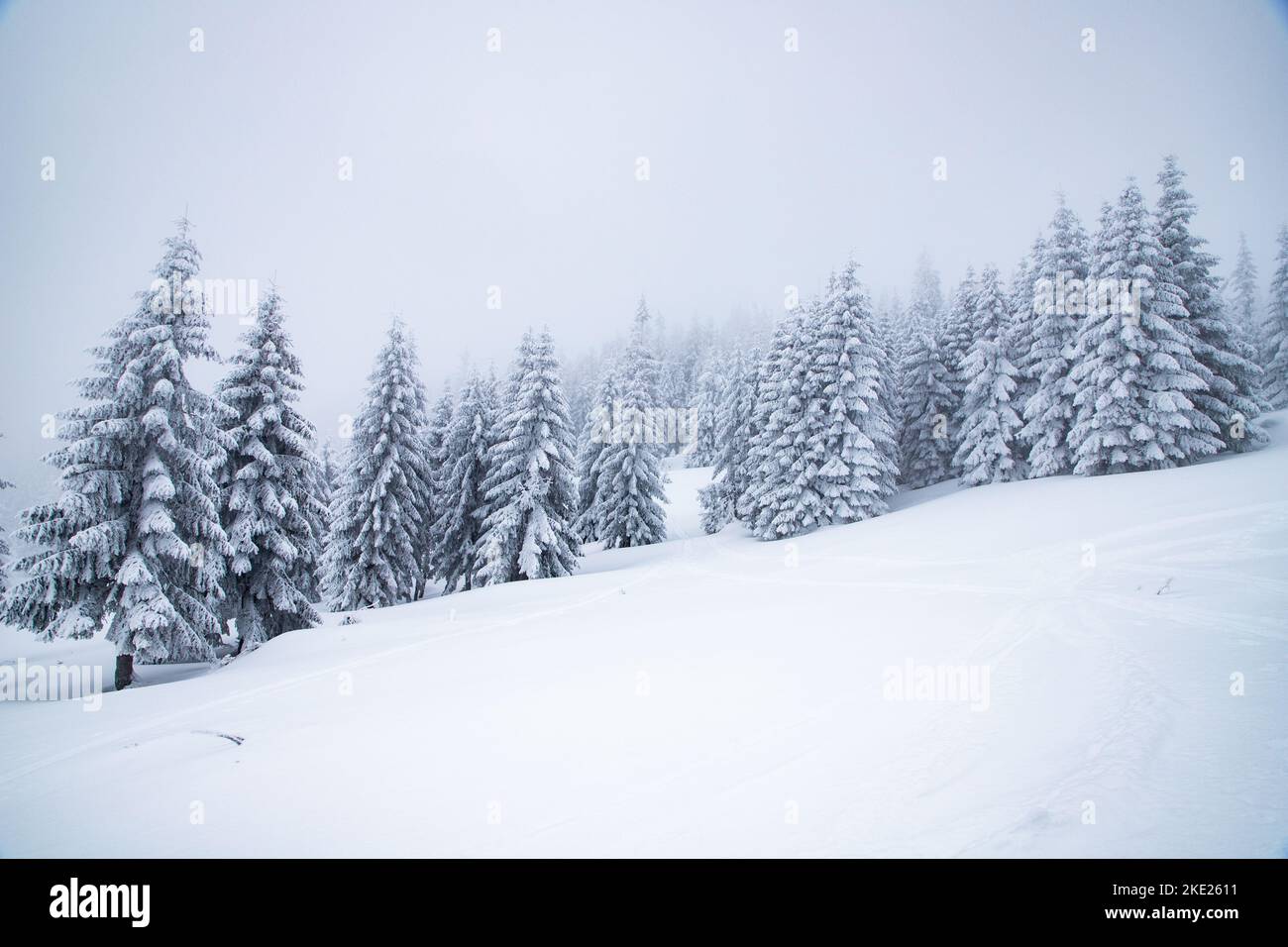magical frozen winter landscape with snow covered fir trees Stock Photo ...