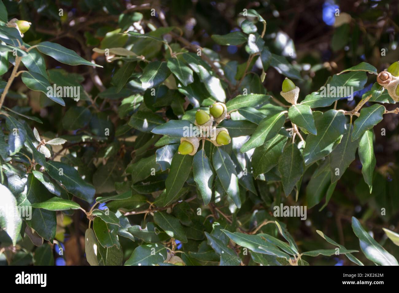 Holm Oak (Quercus ilex) tree branch and acorns Stock Photo - Alamy