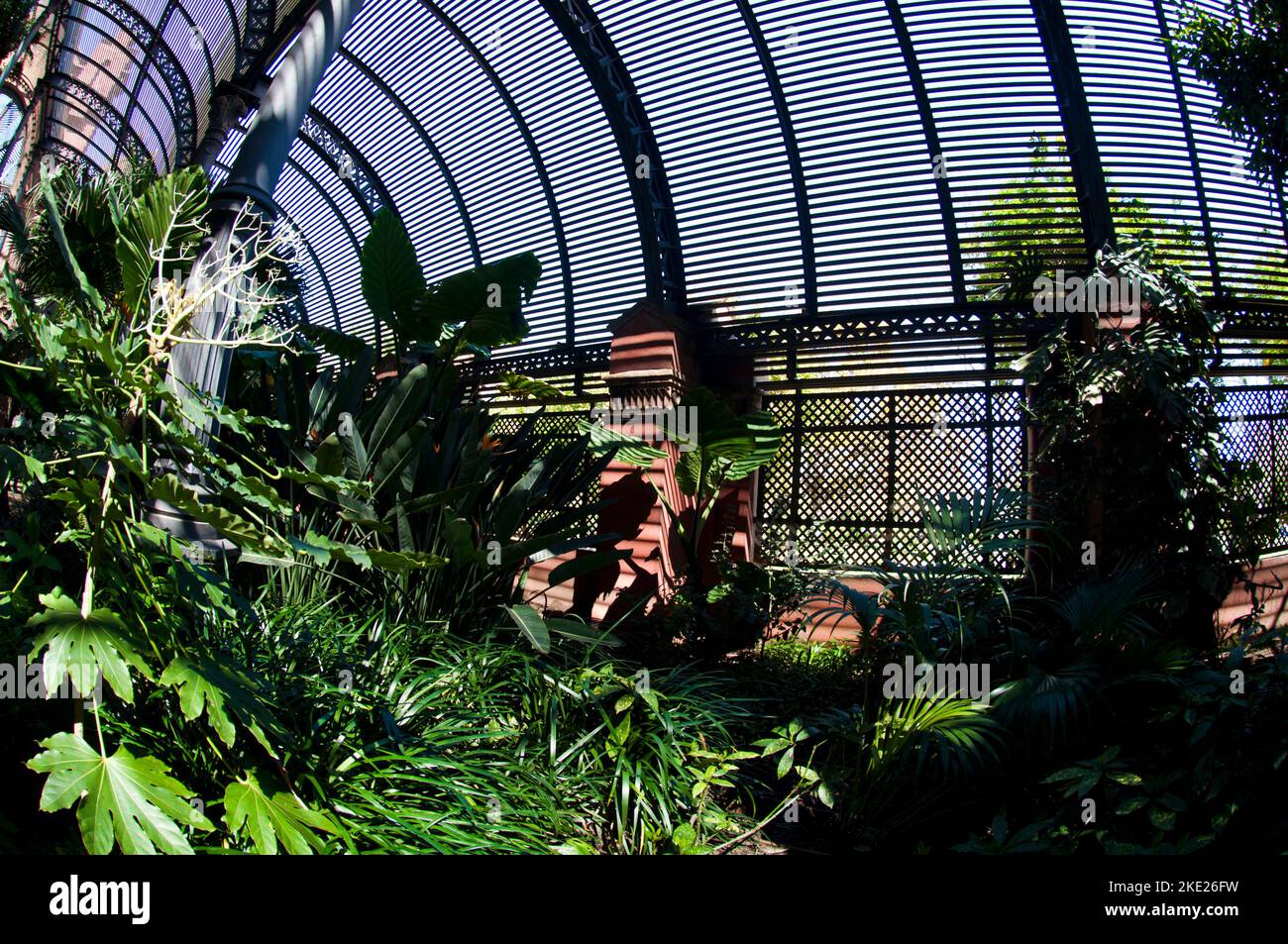 Umbraculum umbraculum hi-res stock photography and images - Alamy