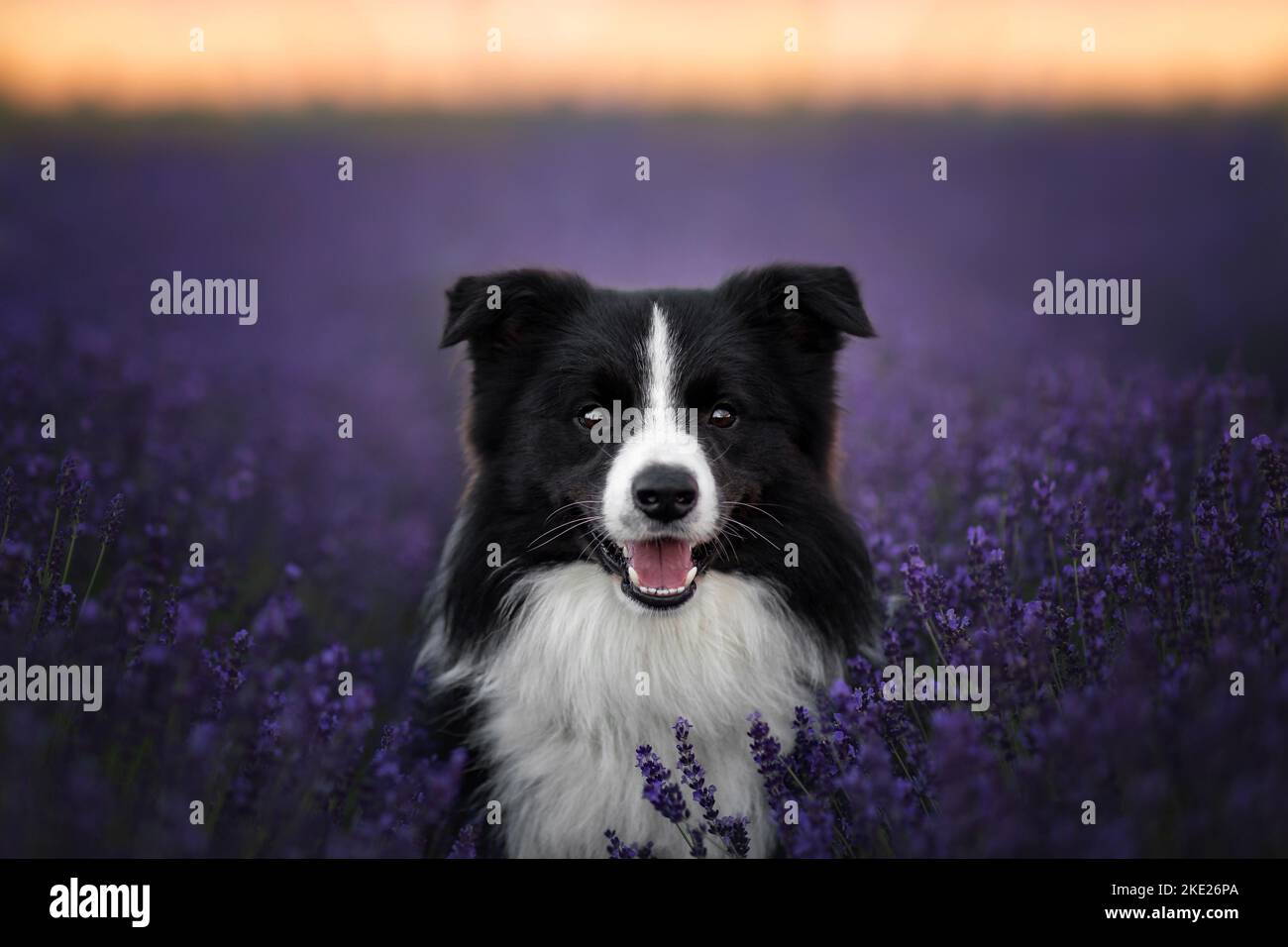 male Border Collie Stock Photo - Alamy