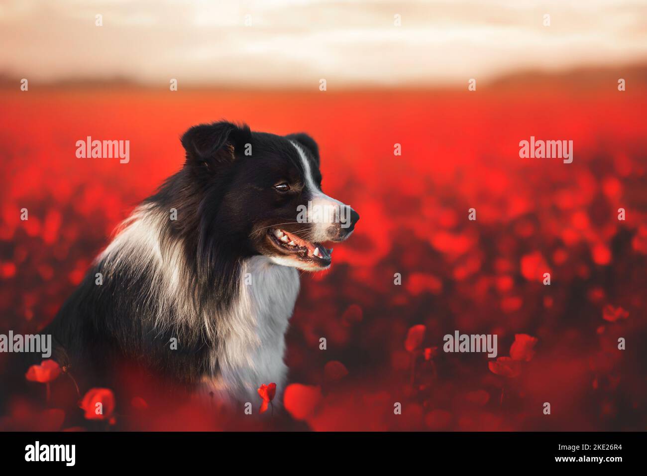 male Border Collie Stock Photo - Alamy