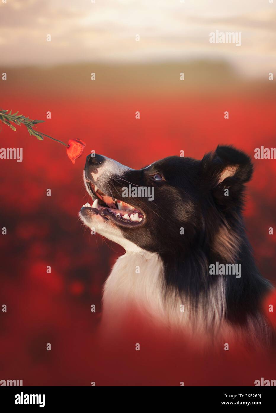 male Border Collie Stock Photo - Alamy