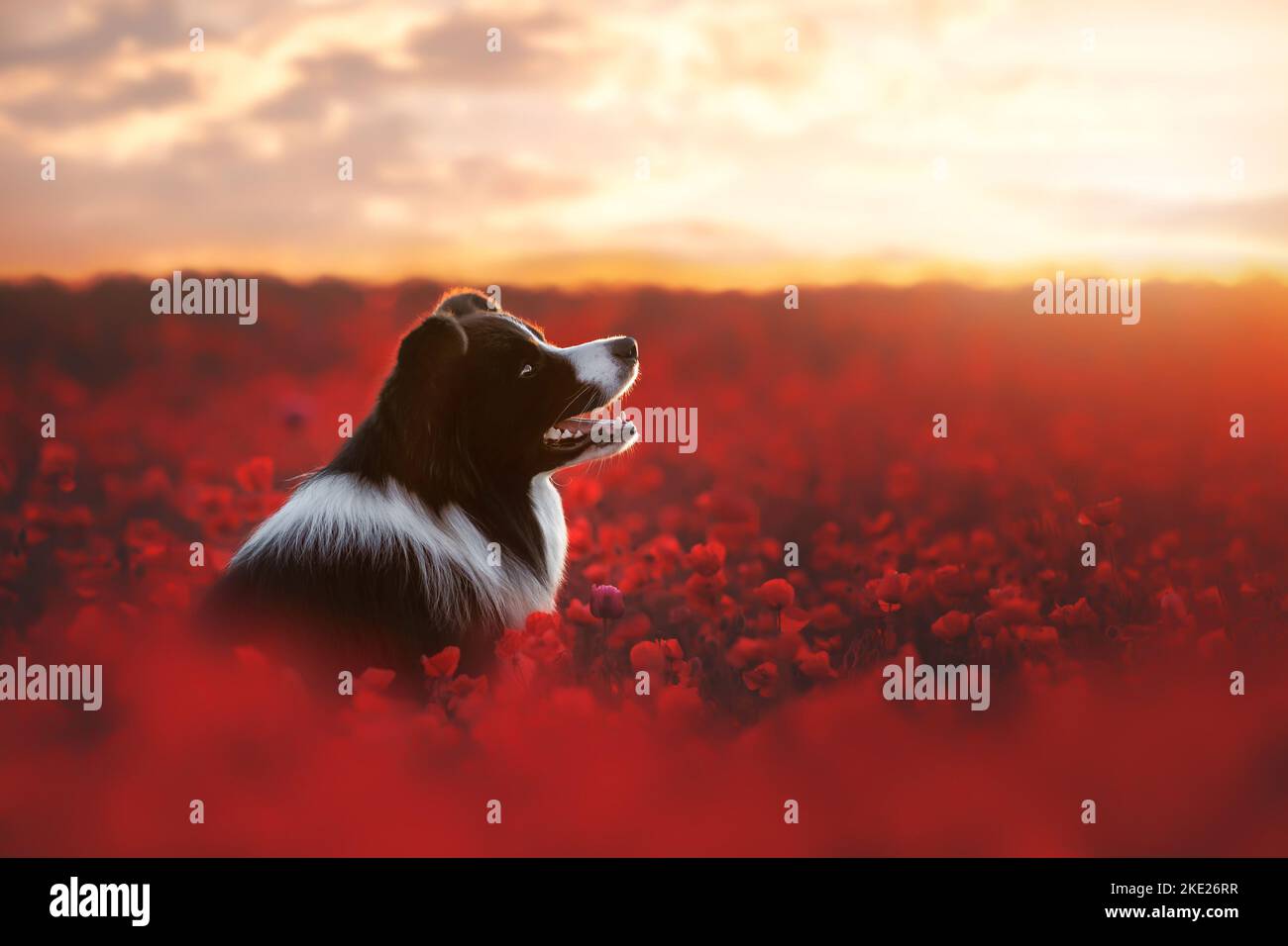 male Border Collie Stock Photo - Alamy