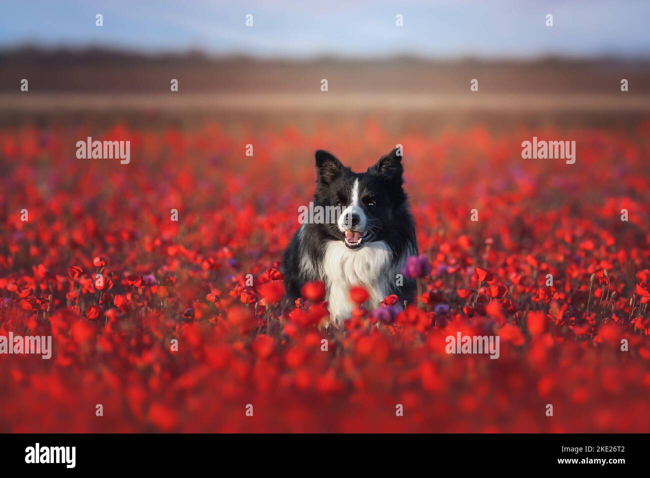 male Border Collie Stock Photo - Alamy