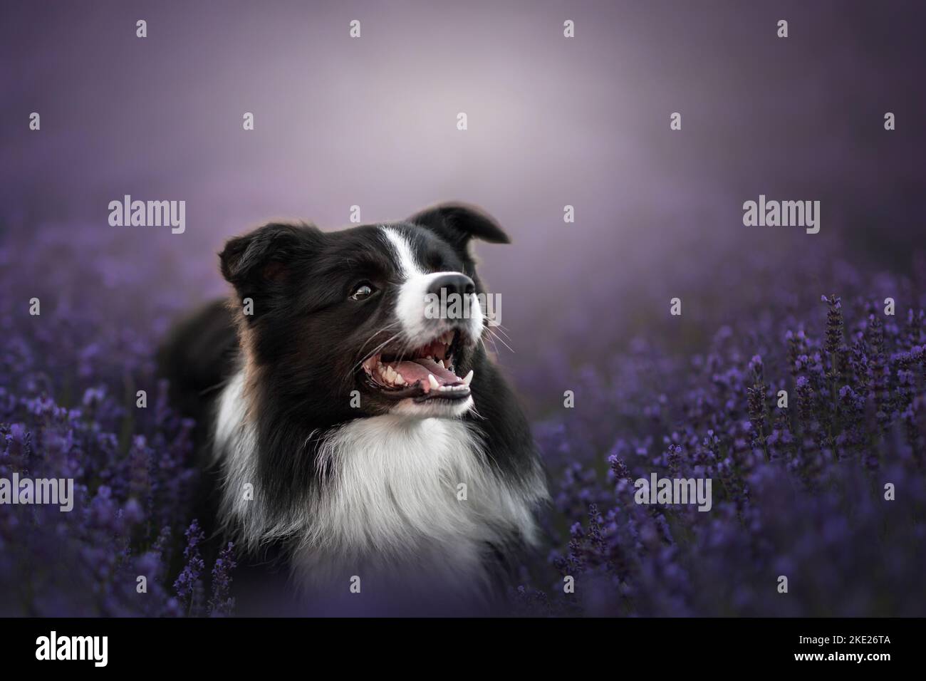 male Border Collie Stock Photo - Alamy