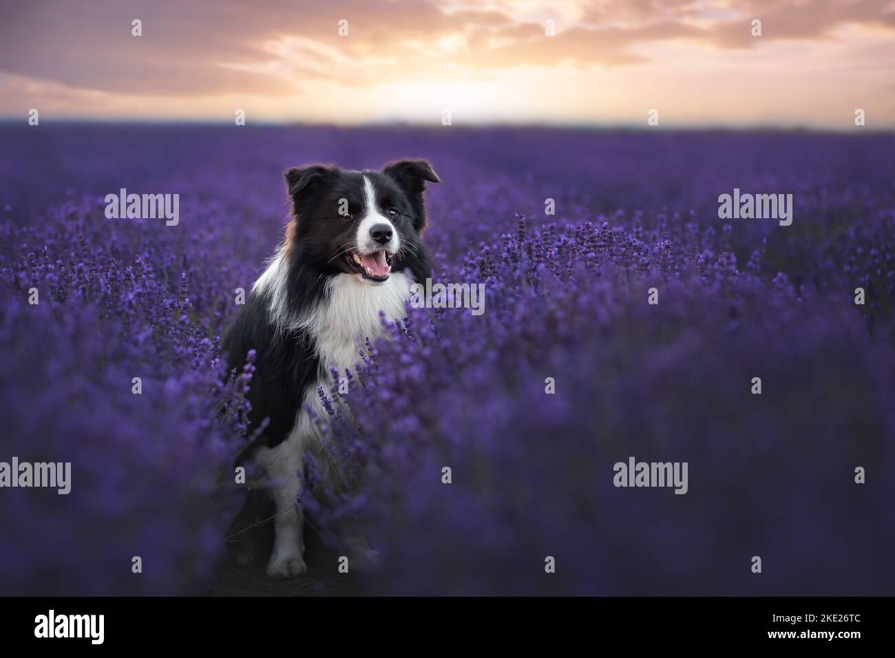 male Border Collie Stock Photo - Alamy