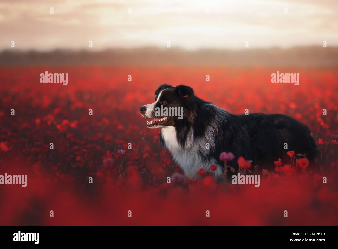 male Border Collie Stock Photo - Alamy