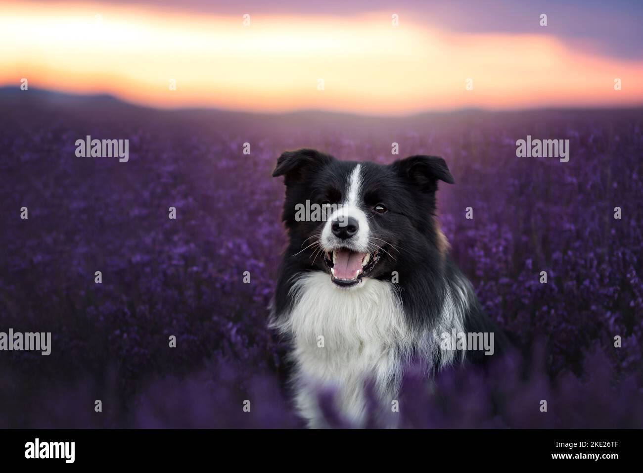 male Border Collie Stock Photo - Alamy