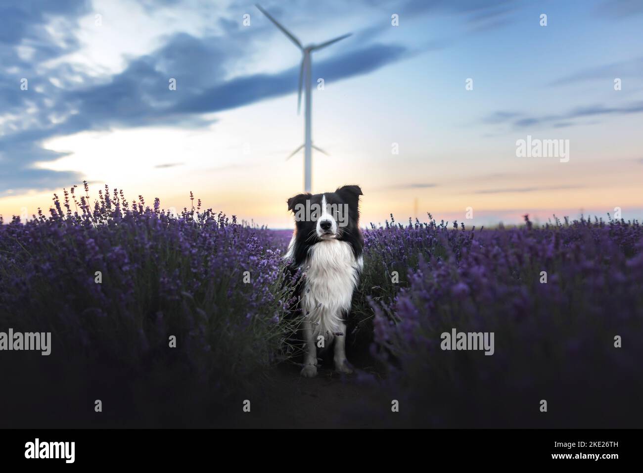 male Border Collie Stock Photo - Alamy