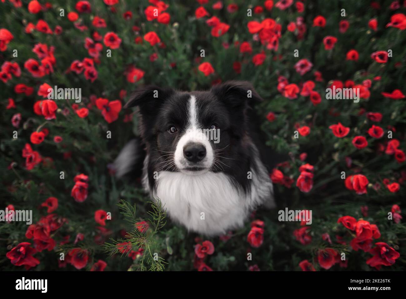 male Border Collie Stock Photo - Alamy