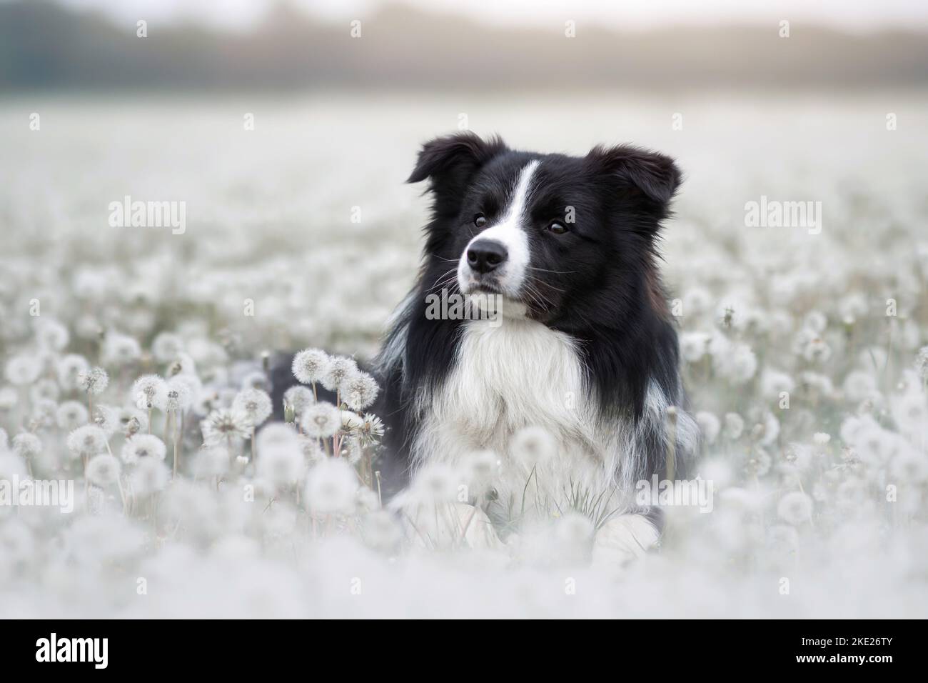 male Border Collie Stock Photo - Alamy