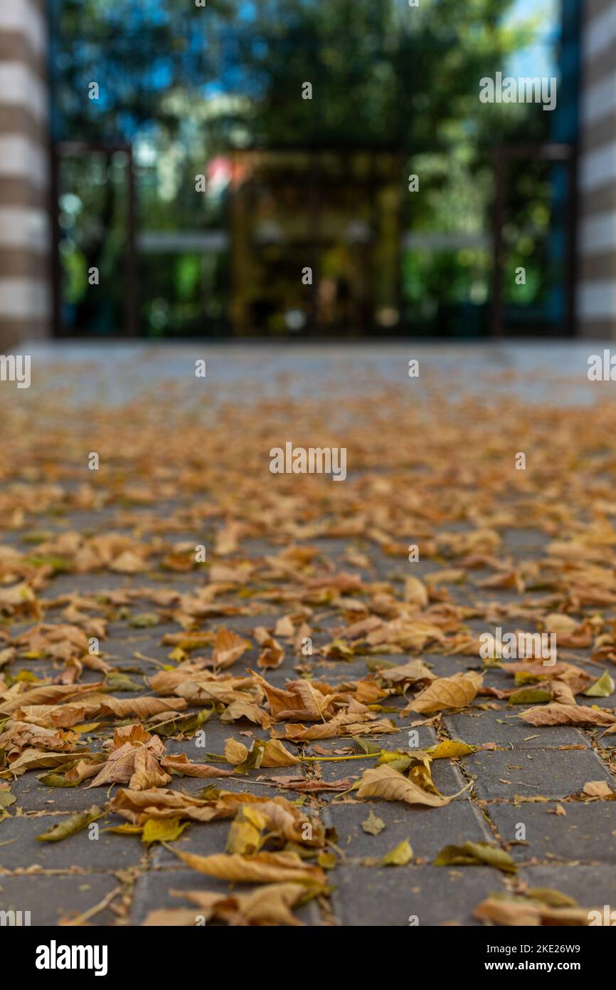 Falling leaves hi-res stock photography and images - Alamy