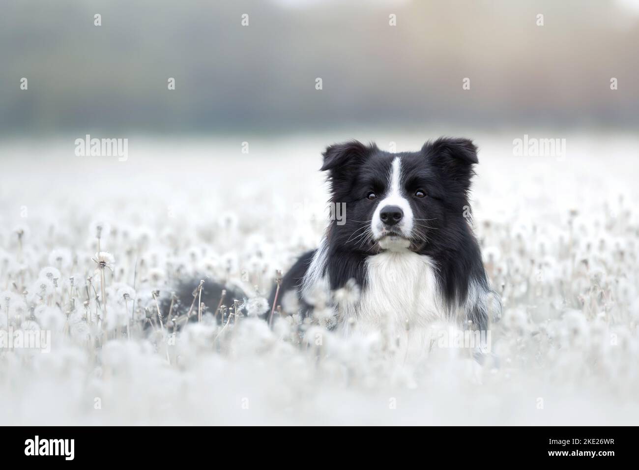 male Border Collie Stock Photo - Alamy