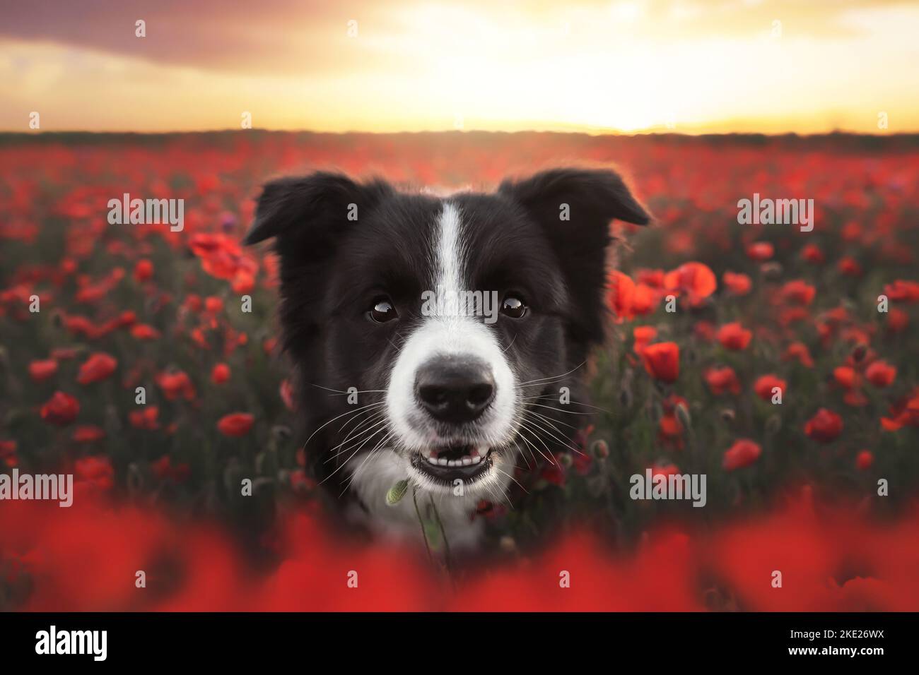 male Border Collie Stock Photo - Alamy