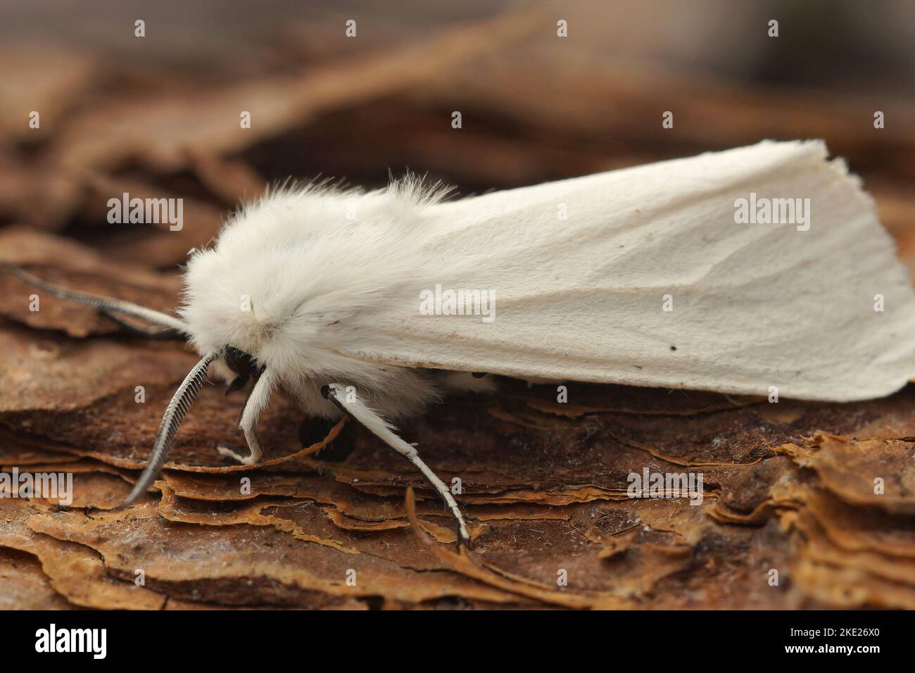 Detailed closeup on the white water ermine owlet moth, Spilosoma ...