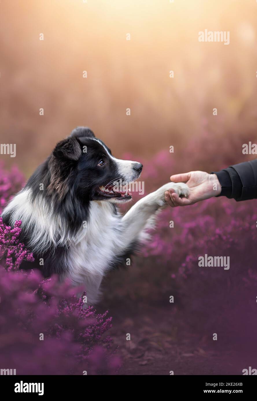 Border collies heather hi-res stock photography and images - Alamy