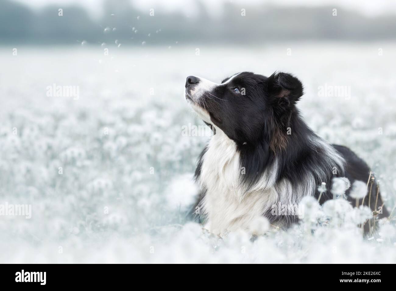 male Border Collie Stock Photo - Alamy