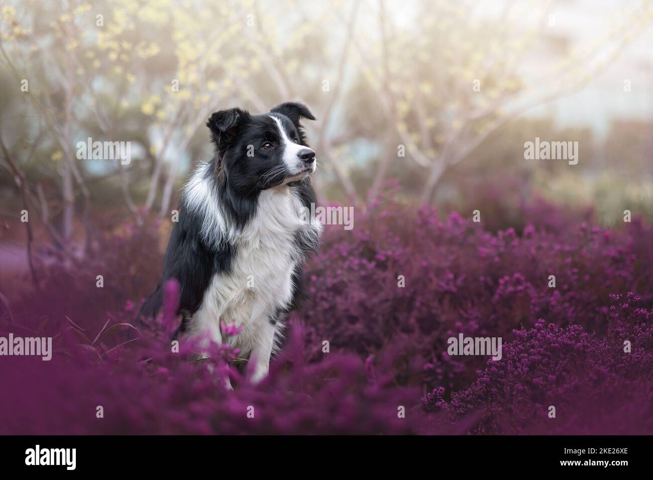 Border collies heather hi-res stock photography and images - Alamy