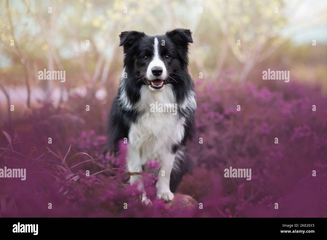 Border collies heather hi-res stock photography and images - Alamy