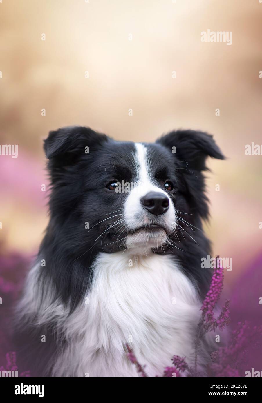Border collies heather hi-res stock photography and images - Alamy