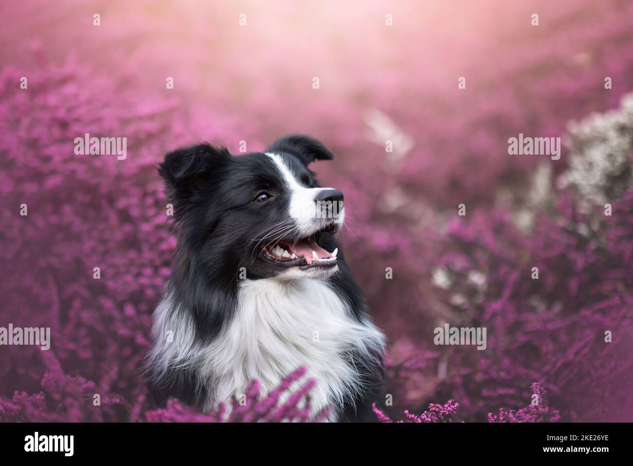 young male Border Collie Stock Photo - Alamy