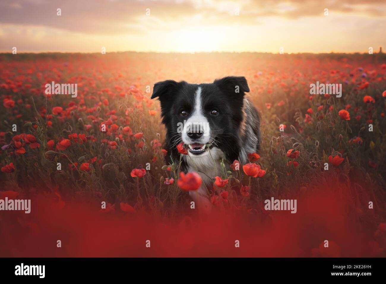 male Border Collie Stock Photo - Alamy
